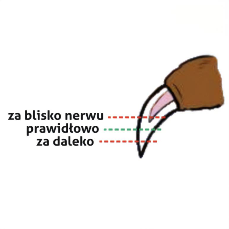 Obcinanie pazurków | Stowarzyszenie Pomocy Świnkom Morskim